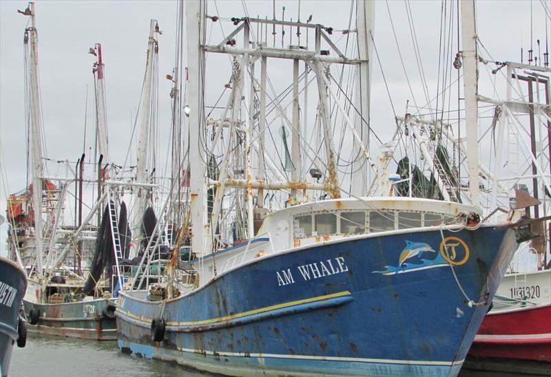 AM WHALE - Vesseljoin