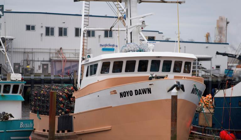 NOYO DAWN - Vesseljoin