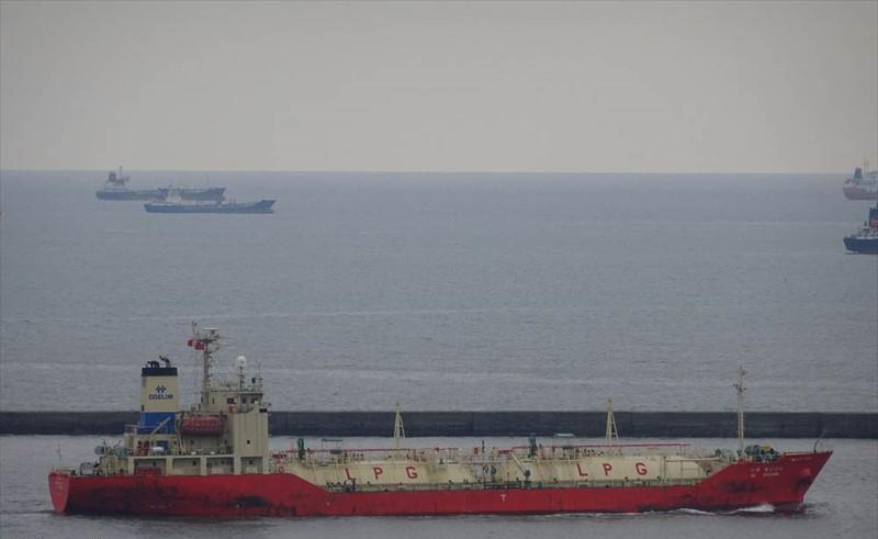 DL BEGONIA - Vesseljoin