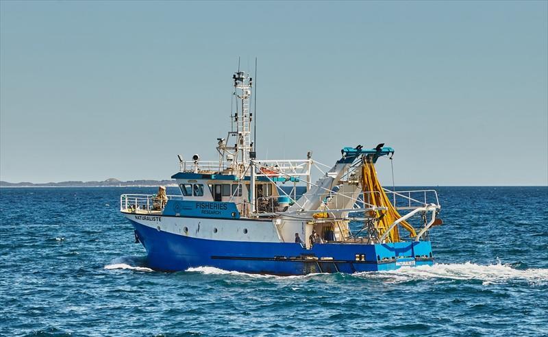 NATURALISTE T - Vesseljoin