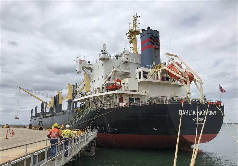 DAHLIA HARMONY - Vesseljoin