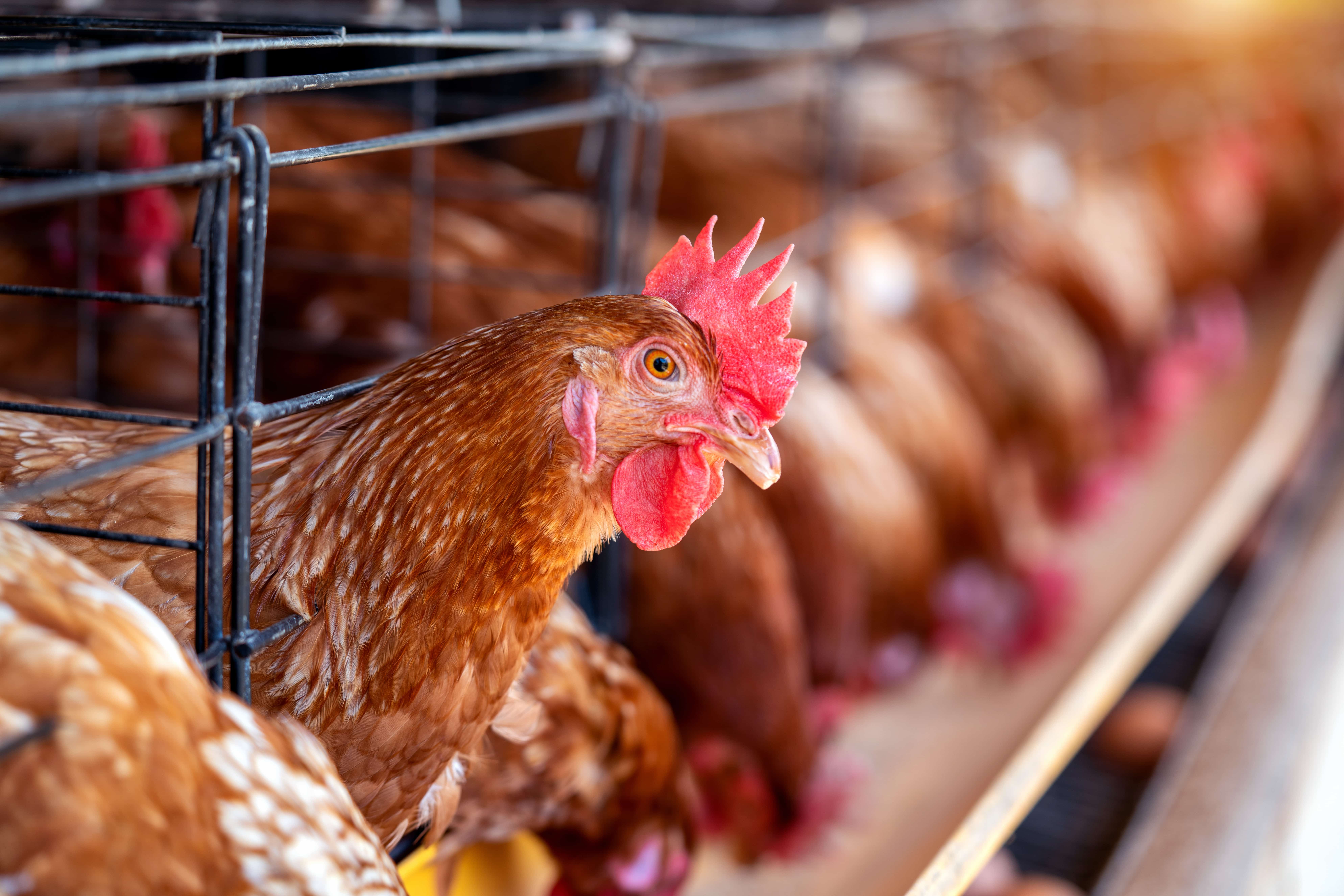 Skyrocketing Feed Costs; A Threat to Poultry Industry Sustainability