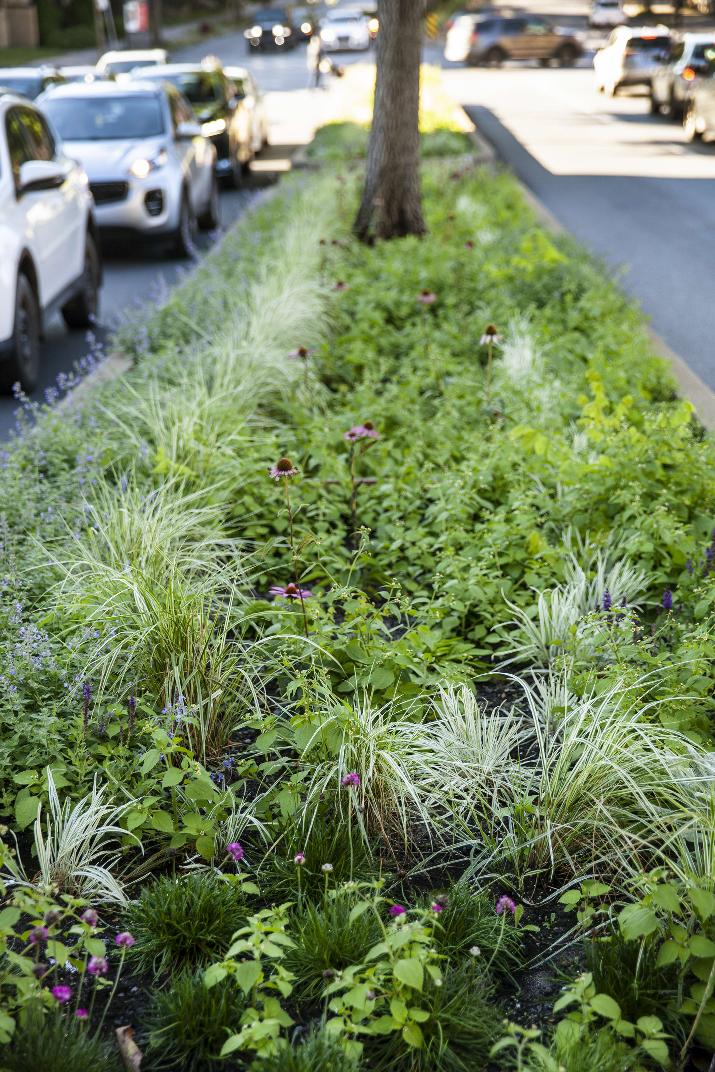 Cure de rajeunissement pour deux mini-parcs et un terre-plein | Ville ...