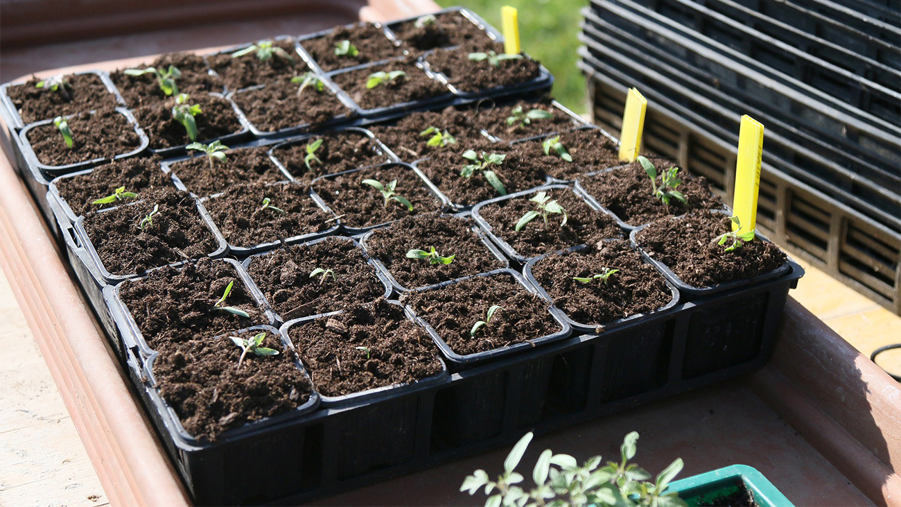 The Pierrefonds-Roxboro Seed Library | Ville de Montréal