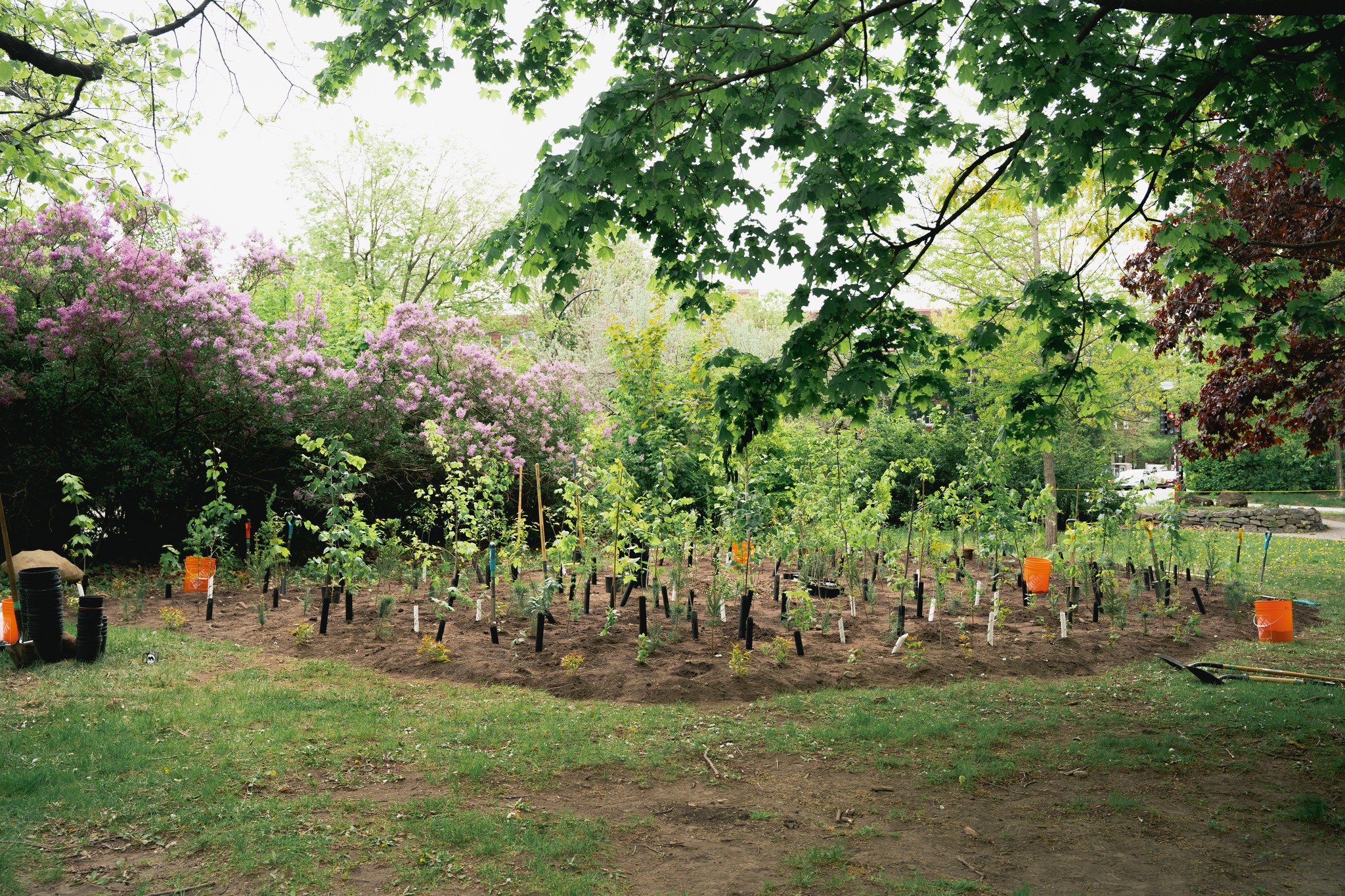 Miniforêts d'Outremont | Ville de Montréal