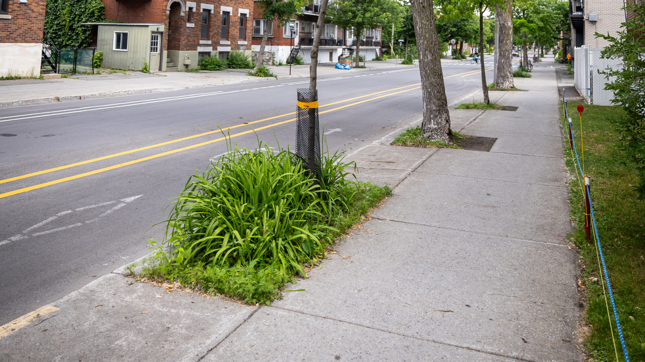 Les fosses d’arbre contribuent au verdissement de Rosemont–La Petite ...
