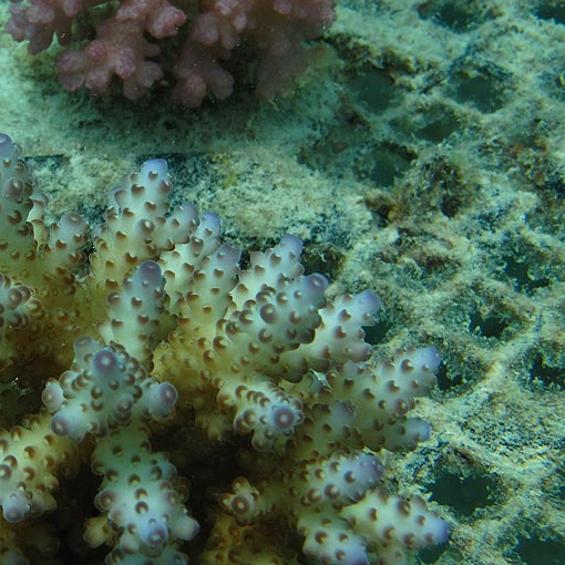 Sustainable and Ecological Aquaculture