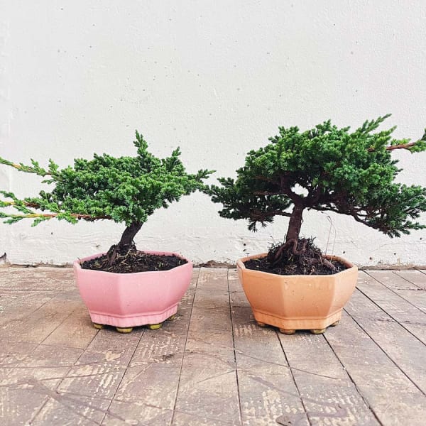 Bonsai grande 5 años | Vivo Boreal