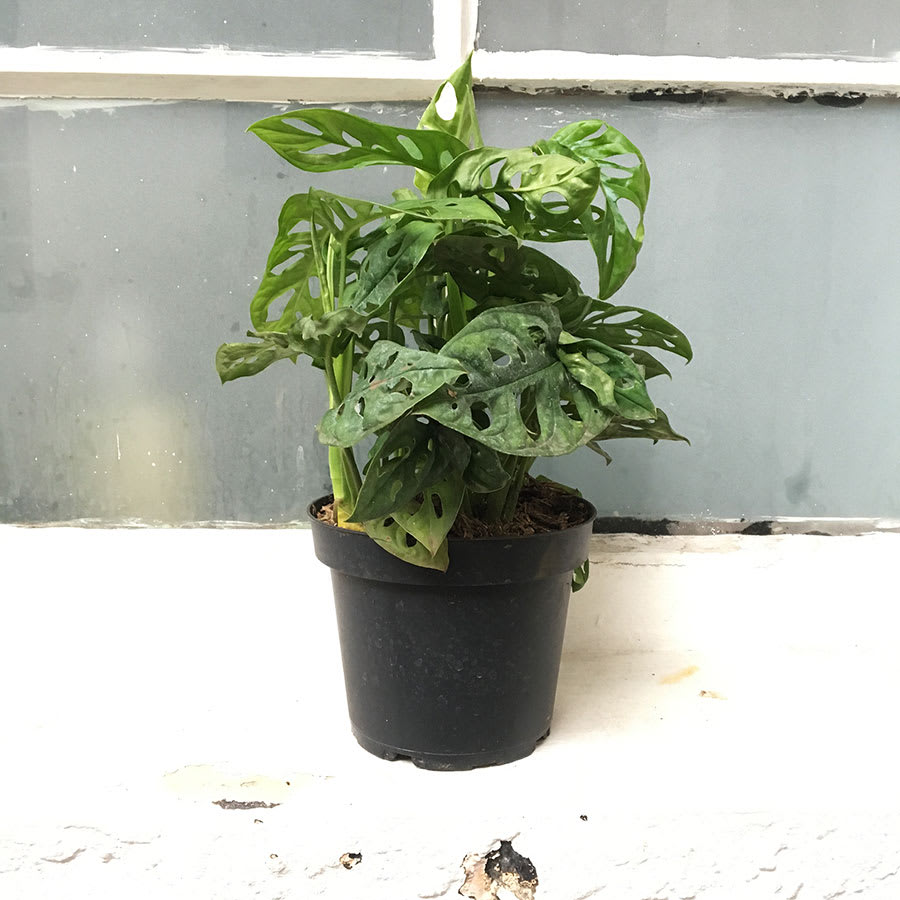 Monstera Adansonii - Hoja rota | Vivo Boreal