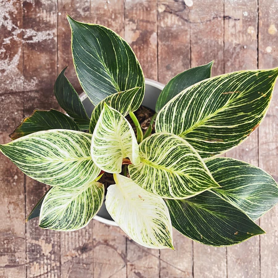 Philodendron Birkin | Vivo Boreal