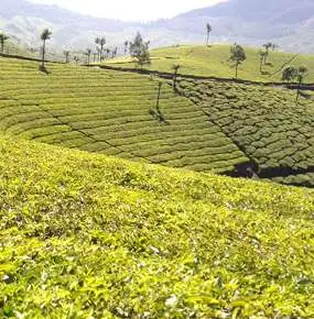 Best Pool Resort in Wayanad | Book Private Villa in Wayanad with Pool
