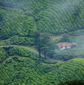 Best Resorts in Munnar with Pool | Best Hill View Resorts in Munnar