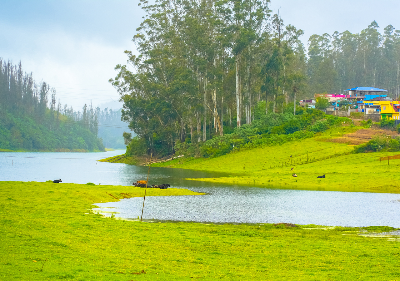 Discover the Best Resorts in Avalanche Ooty | Experience Luxury and ...
