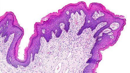 Histology: Using Microscopy to Study Anatomy and Identify Disease ...