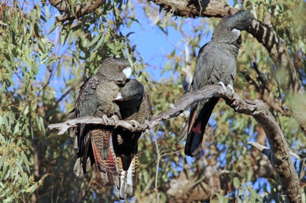 Citizen scientists helping to track WA’s Black Cockatoos - WA Parks ...