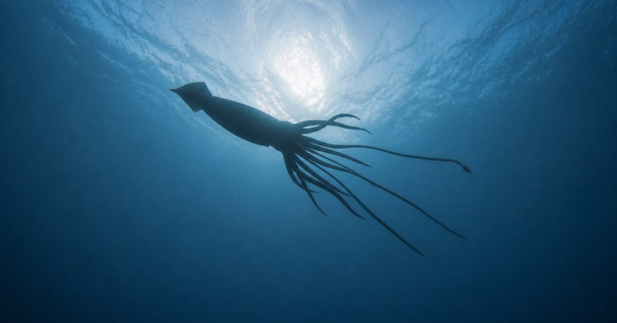 Study uncovers giant squid and new species records in WA’s deep sea ...
