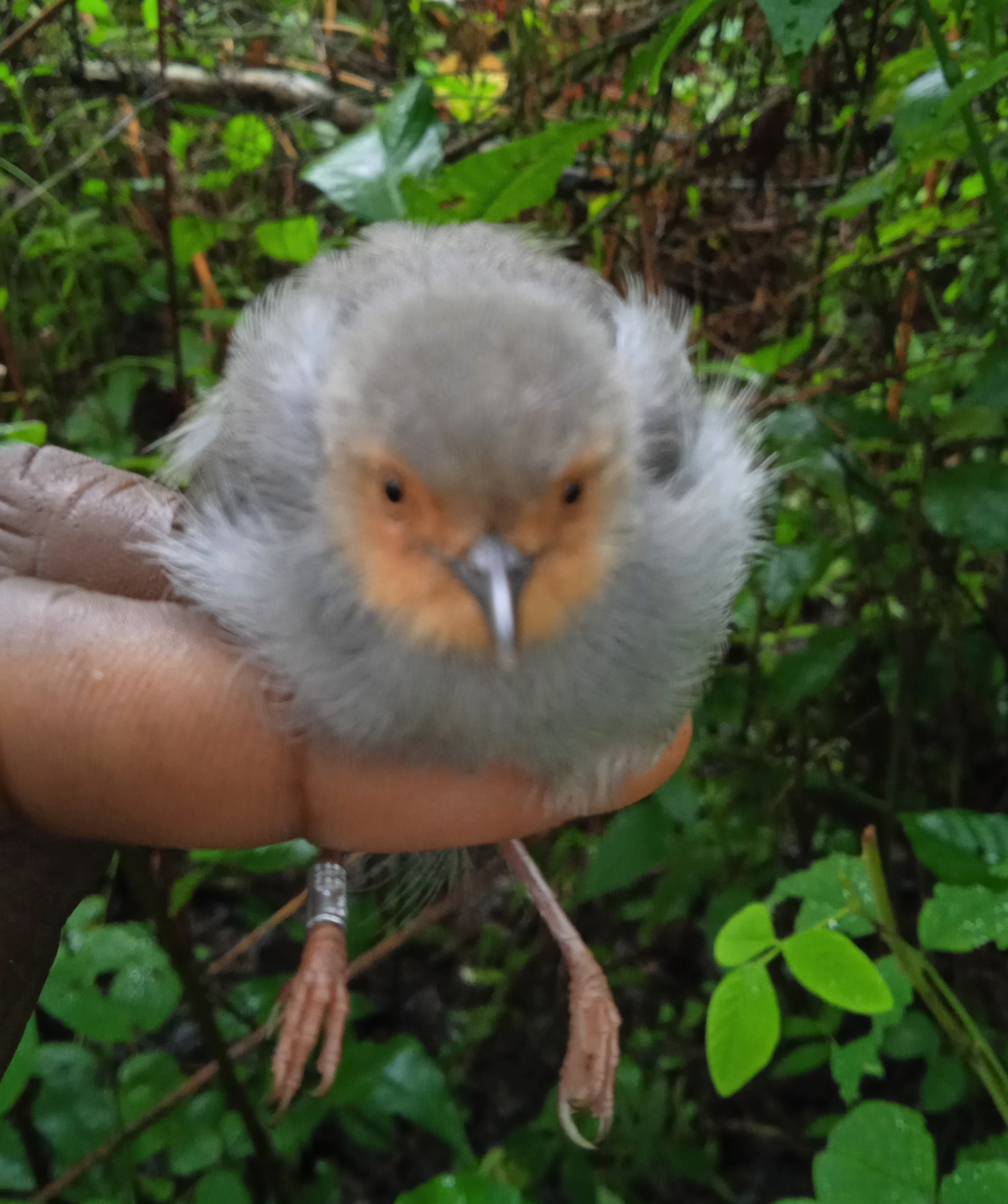 The A.P. Leventis Ornithological Research Institute (APLORI)
