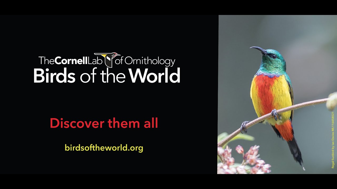 The A.P. Leventis Ornithological Research Institute (APLORI)
