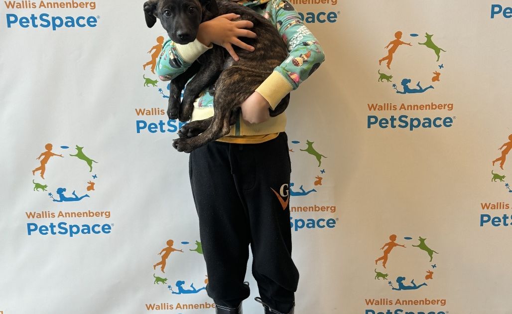 Annenberg PetSpace | Phoenix