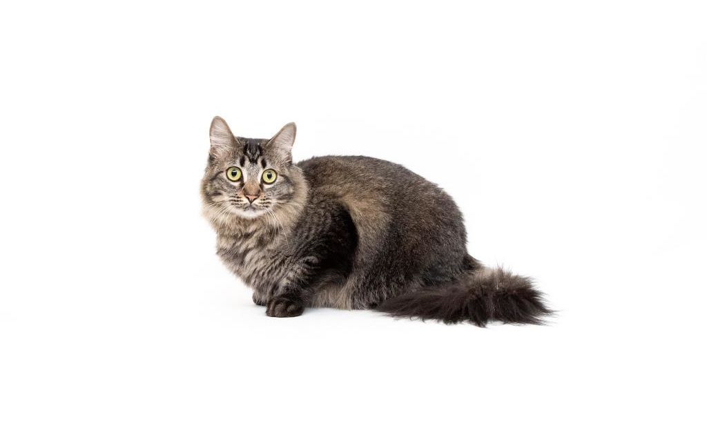 Annenberg PetSpace | Leah