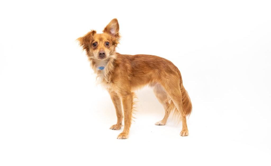 Annenberg PetSpace | Olly