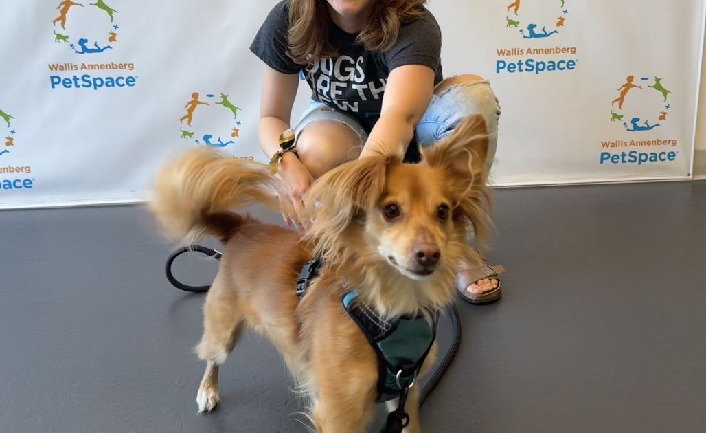 Annenberg PetSpace | Olly