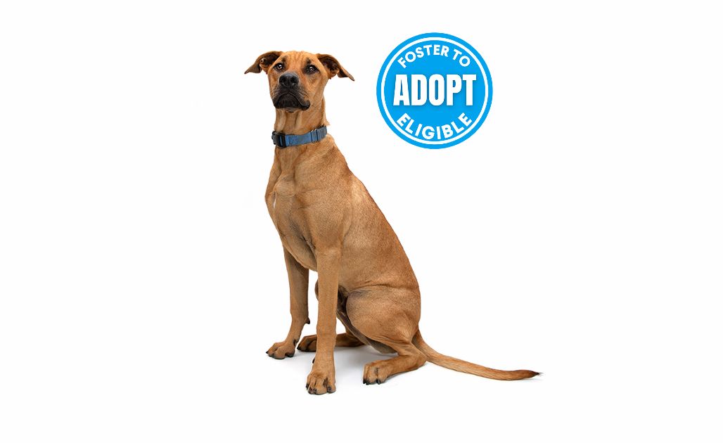 Annenberg PetSpace | Manny