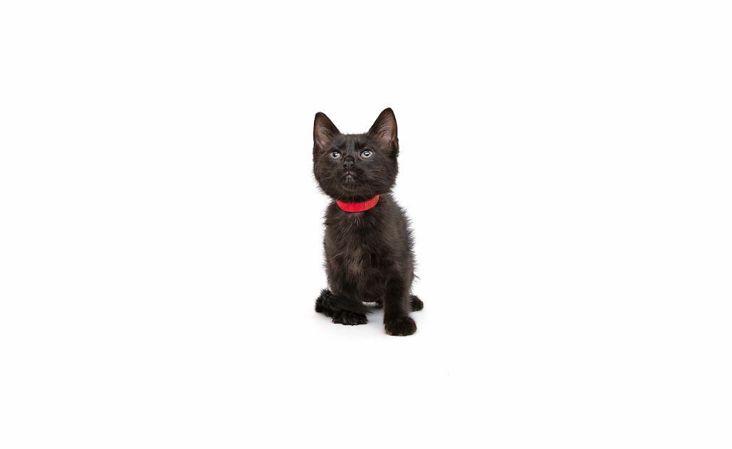 Annenberg PetSpace | Alexandra Munday