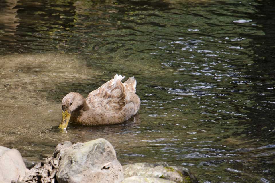 El Nilo Pance | Naturalmente Extraordinario