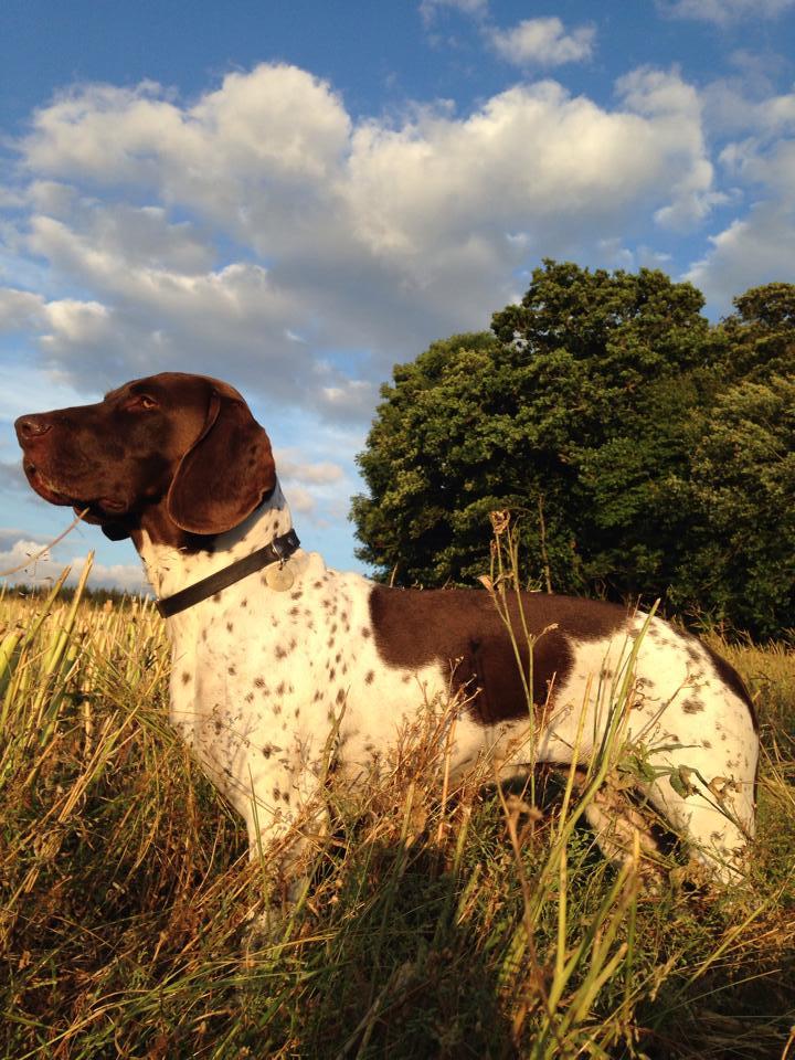 Gammel dansk hønsehund Hvalpe til salg, Kennel, Karaktertræk ...