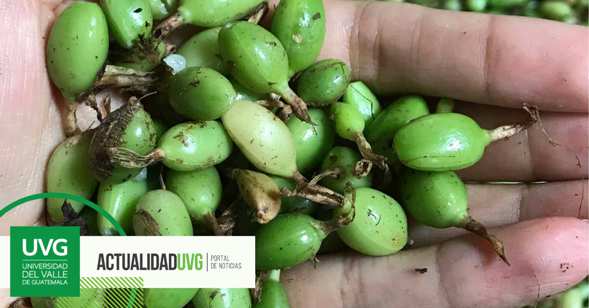UVG promueve la tecnificación, innovación y desarrollo del cultivo de ...