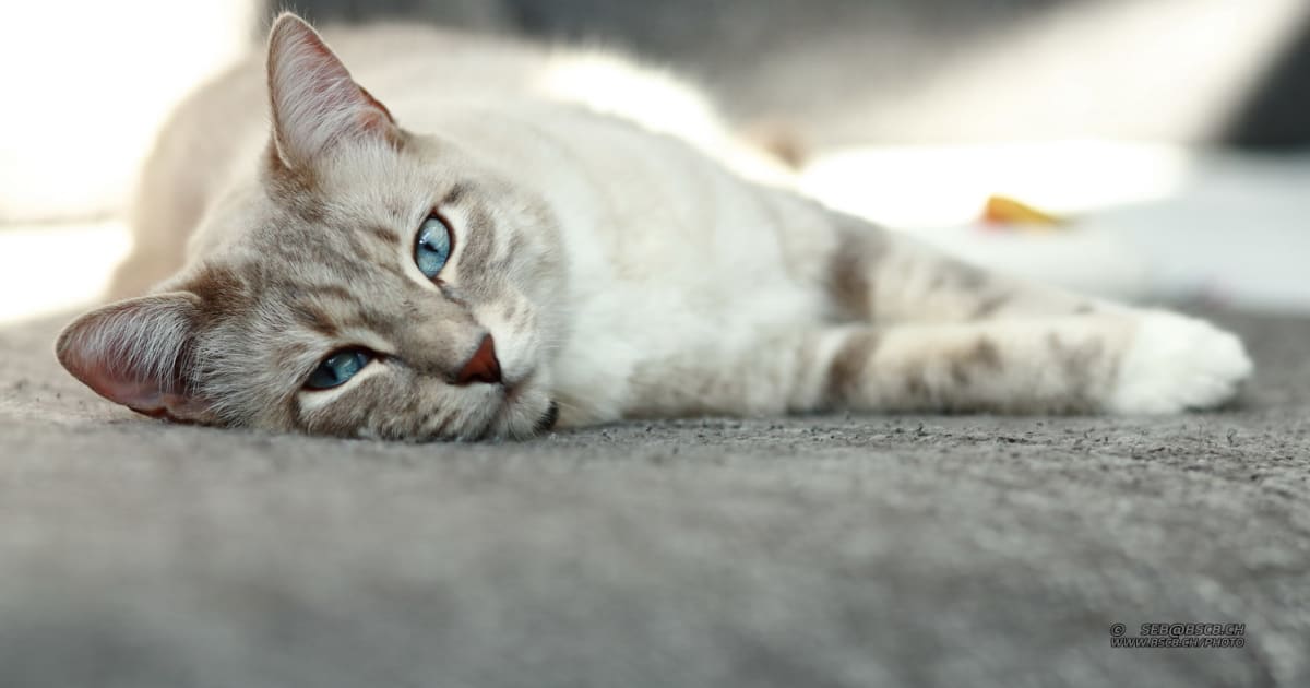 Bertrand Bitz: Nouvel album — Crowdfunding sur wemakeit