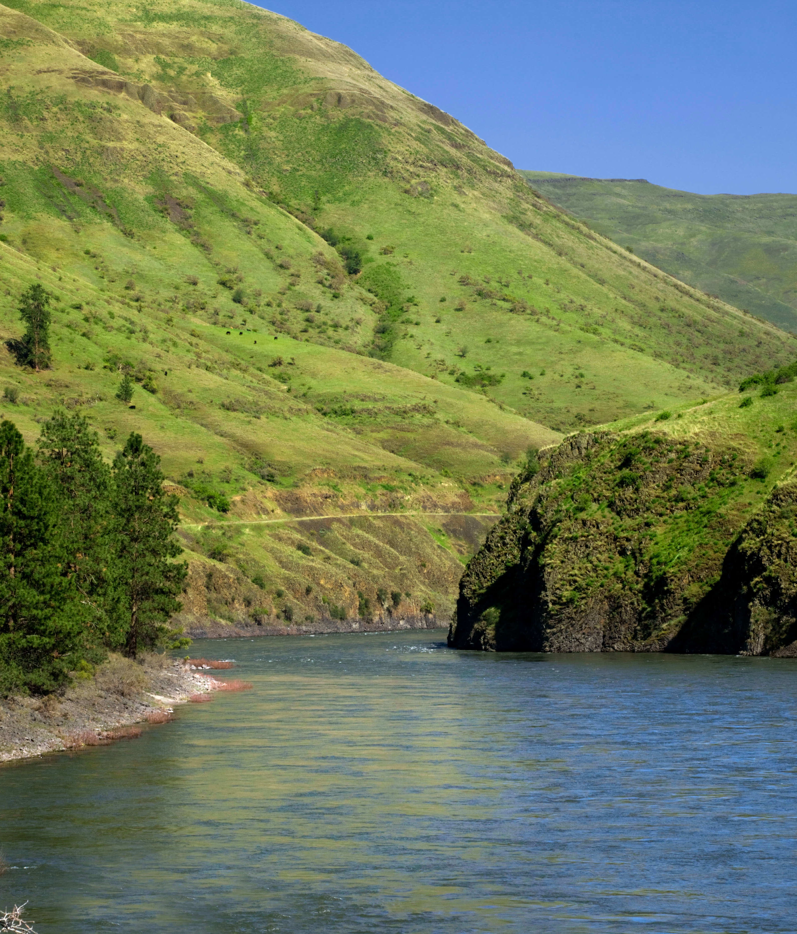 South Fork Salmon River - Western Rivers Conservancy South Fork Salmon River - Western Rivers Conservancy