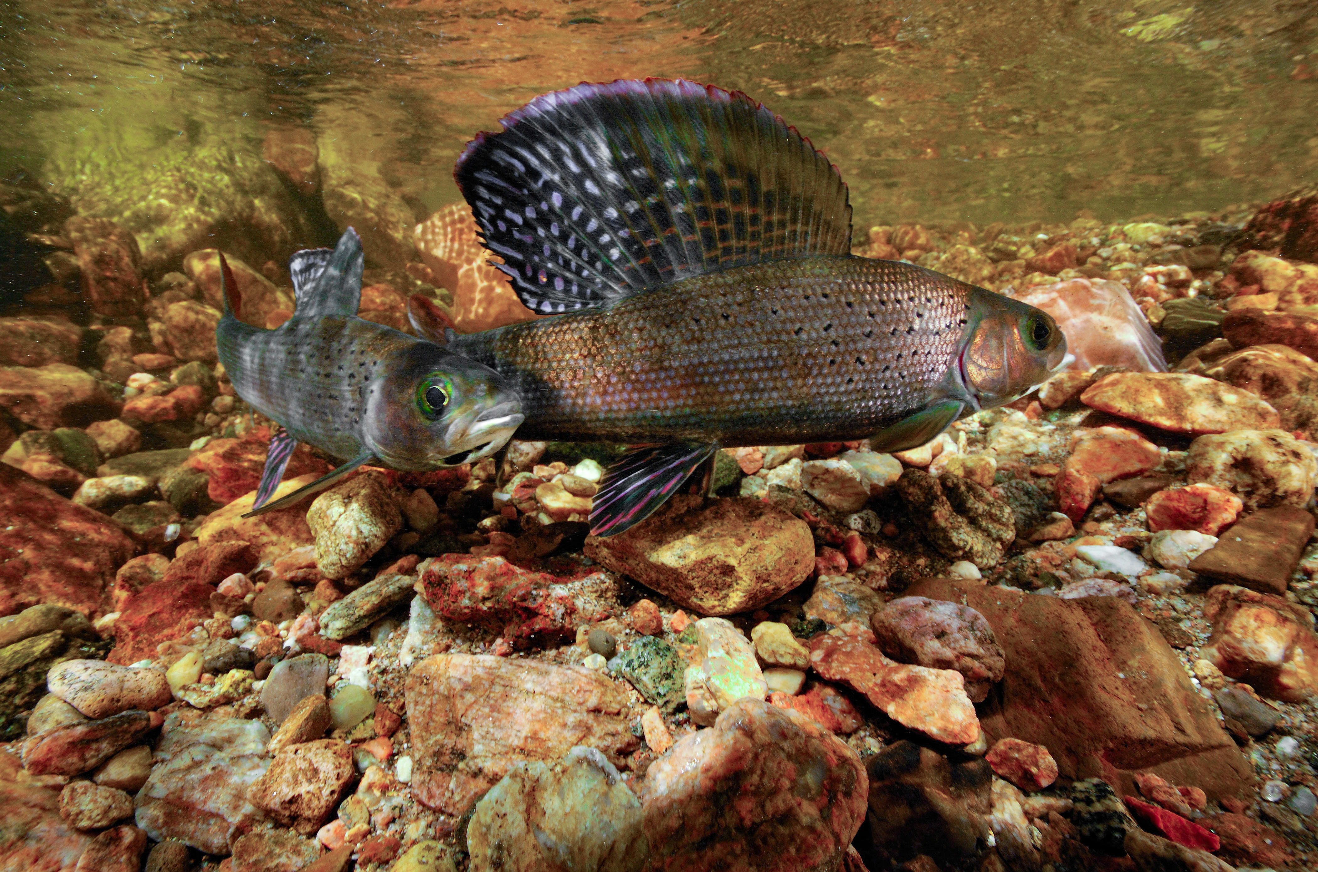 Western Rivers Conservancy - Saving the Great Rivers of the West