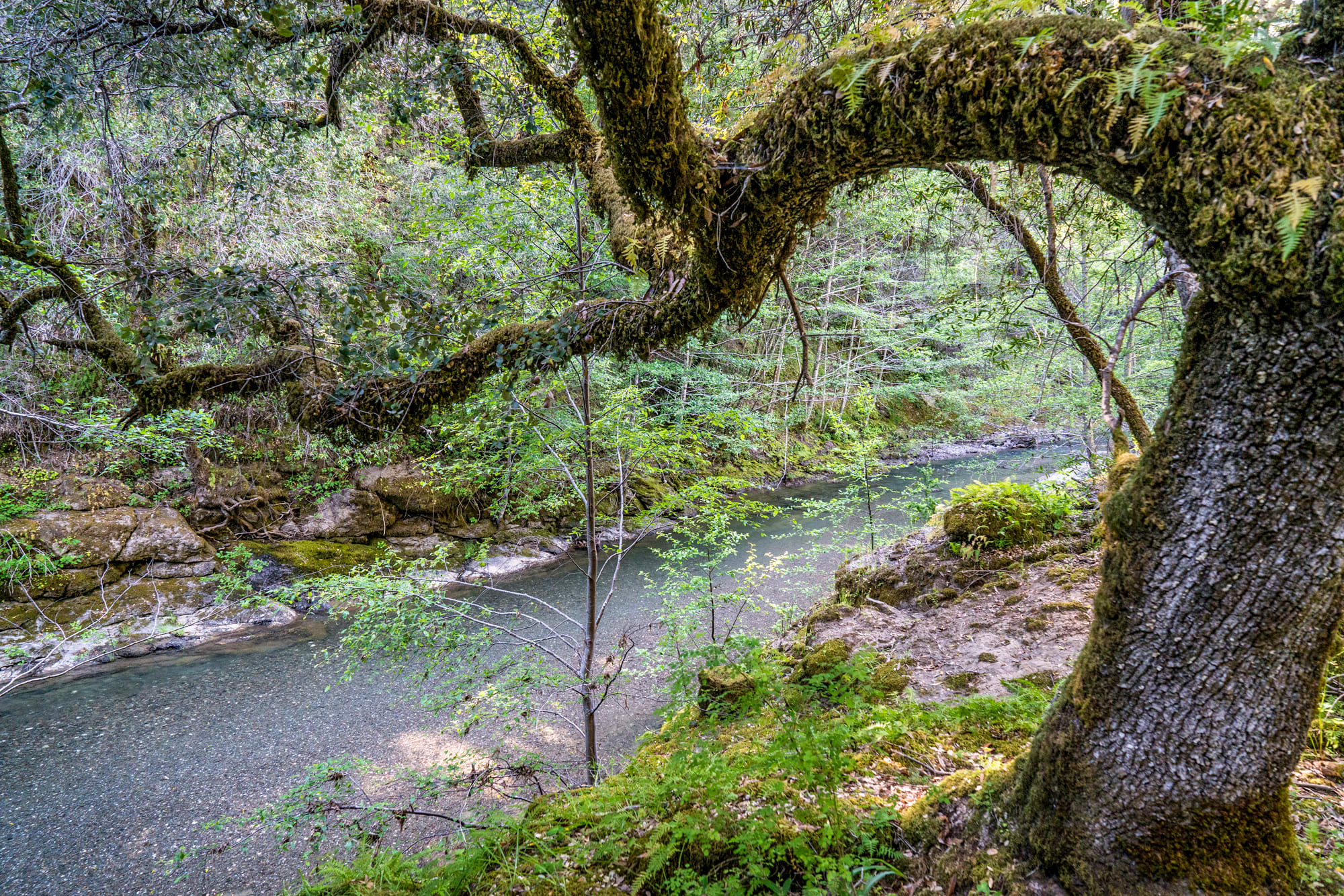 Gualala River Image Gallery - Western Rivers Conservancy