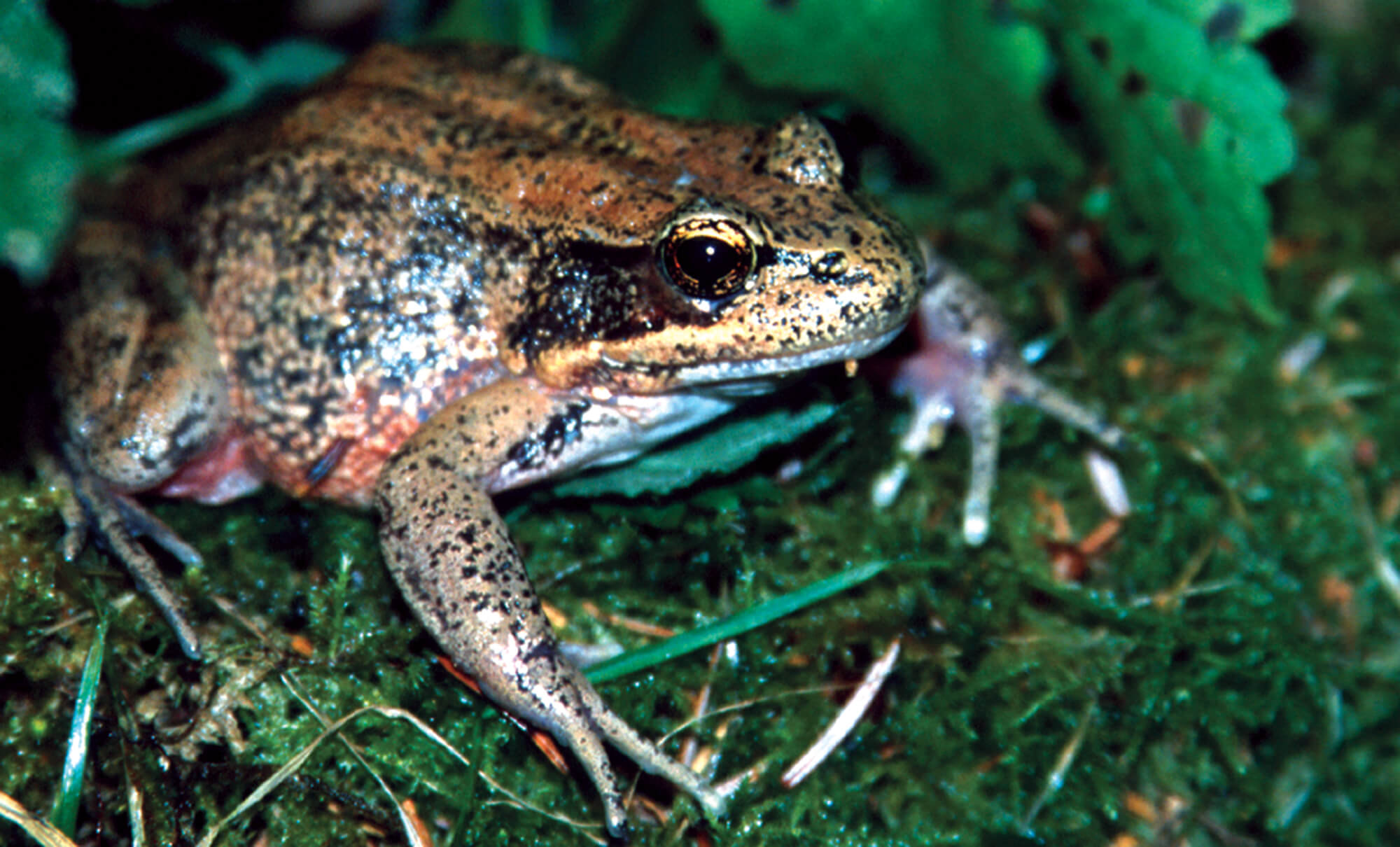 Hoh River - Western Rivers Conservancy