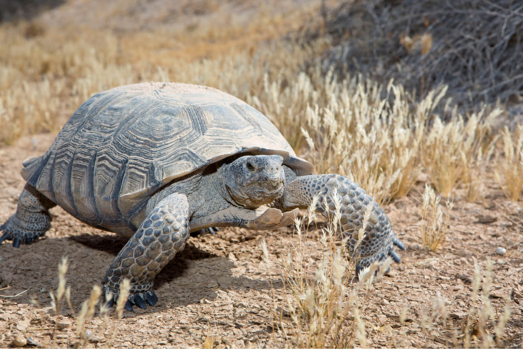 Mojave River - Western Rivers Conservancy