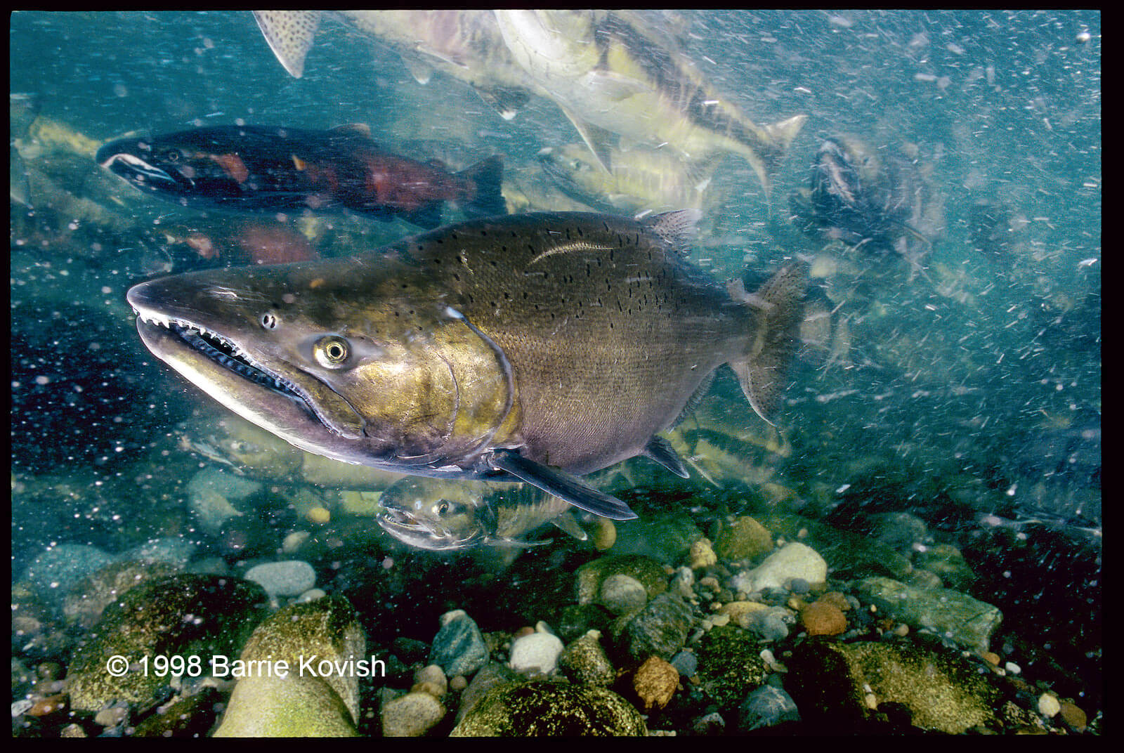 Nason Ridge - Western Rivers Conservancy