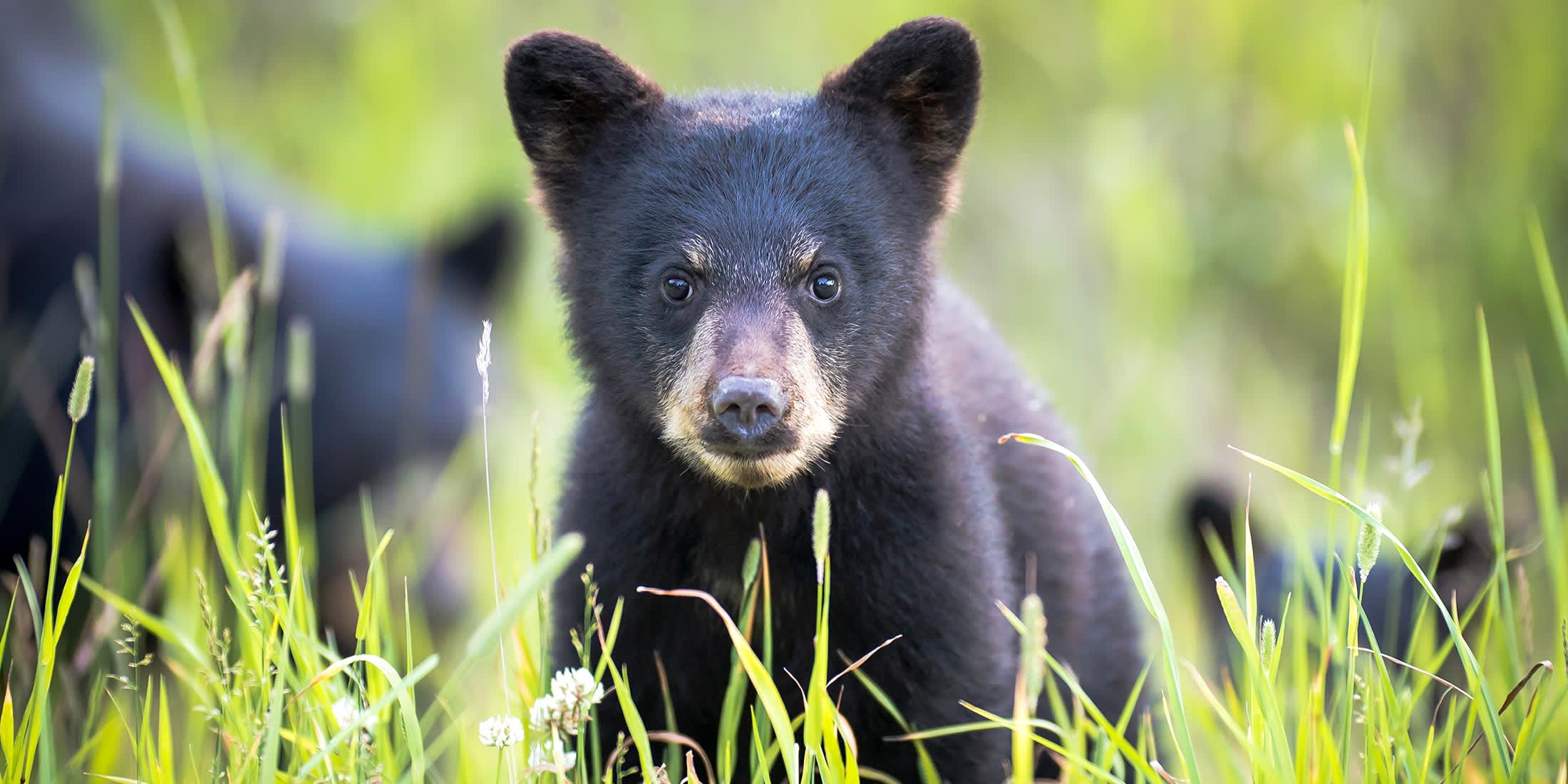 Whistler Bear Viewing Package | Tourism Whistler