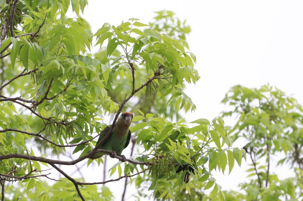 Save the Parrot, Donate