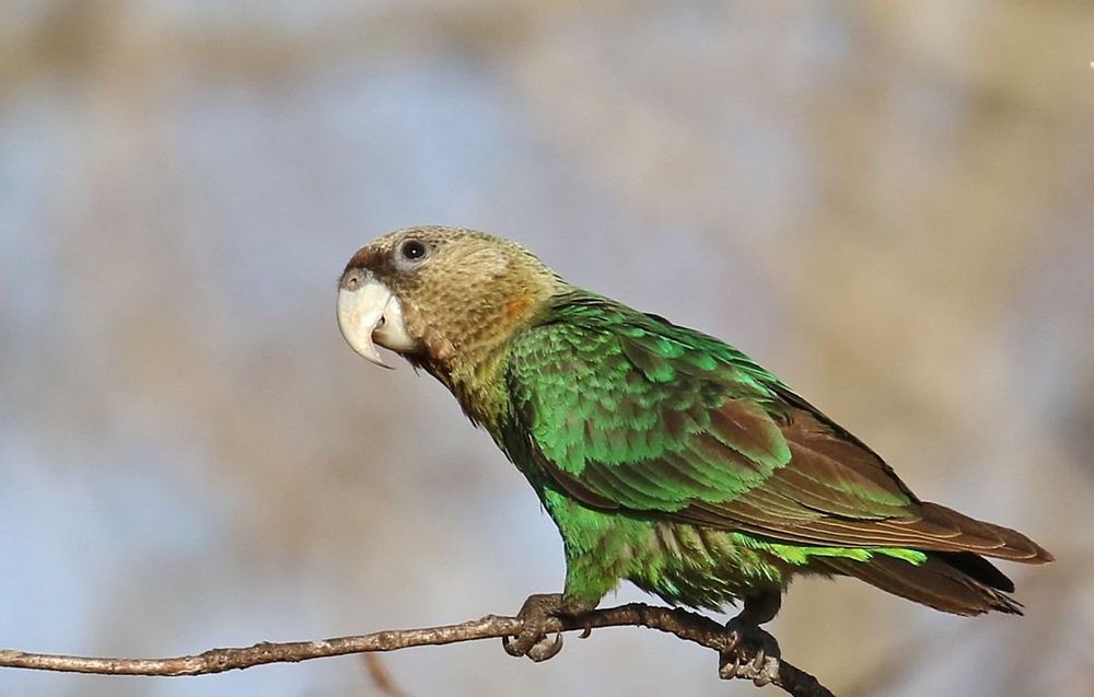 Cape Parrot and Mistbelt Forest Action Plan