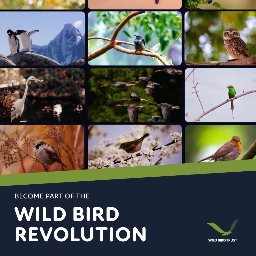 The Wild Bird Revolution