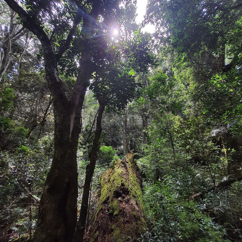 Cape Parrot And Mistbelt Forest Action Plan