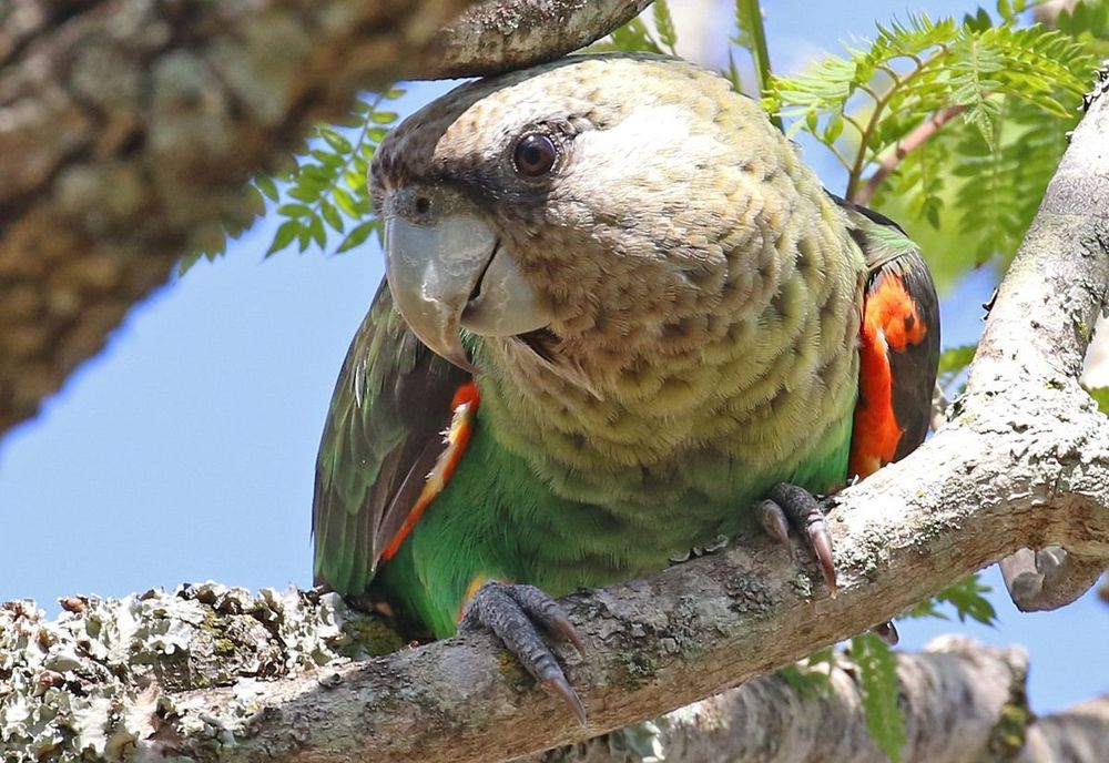 To better conserve this species, we need sound knowledge of the nesting ...