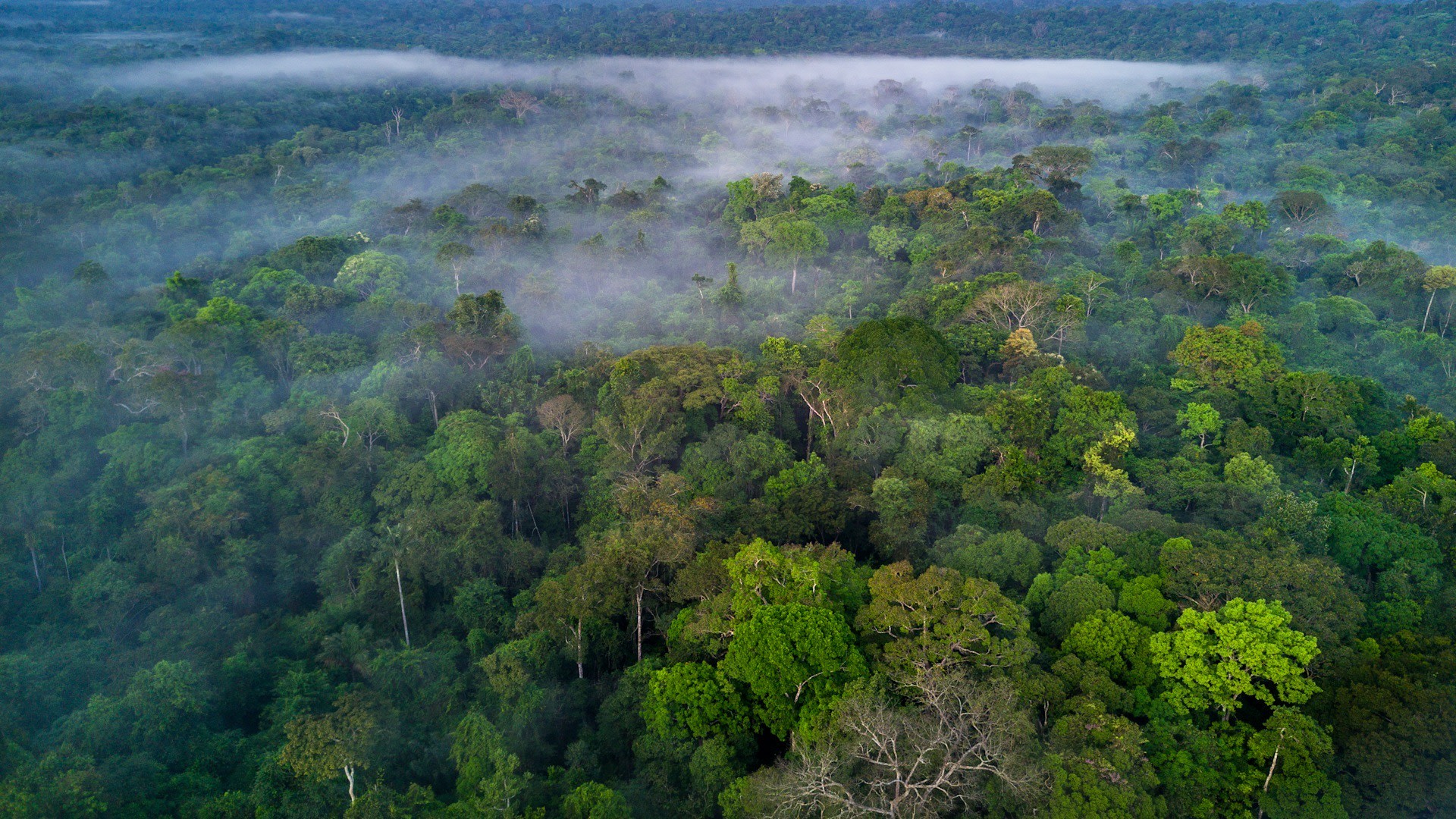 Why ‘Wild Impact’? | Wild Impact