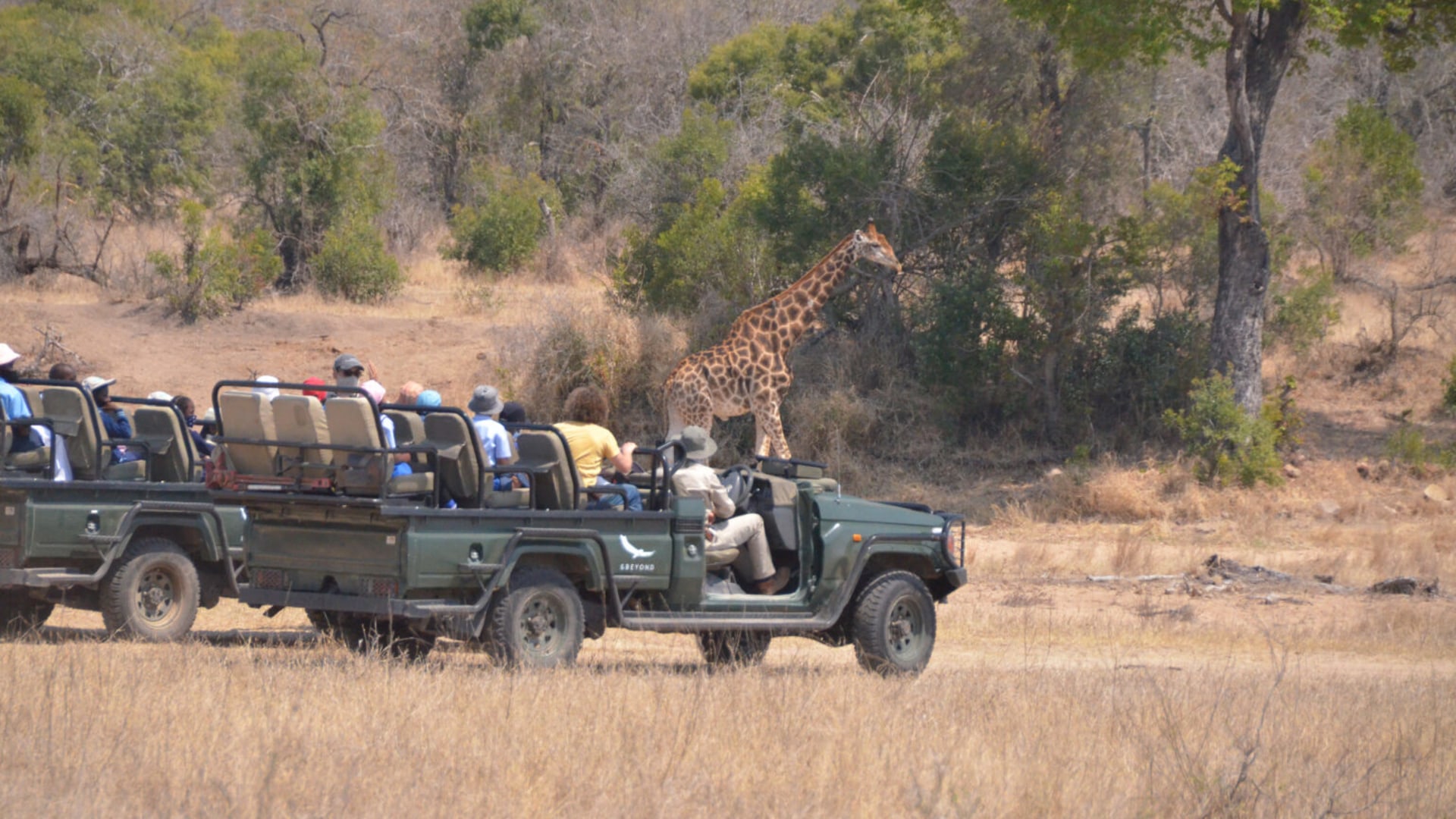 Echo in South Africa | Wild Impact