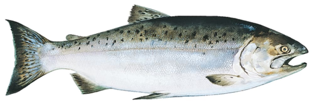 Types of Salmon: Your Go-To Guide | Wild Alaskan Company
