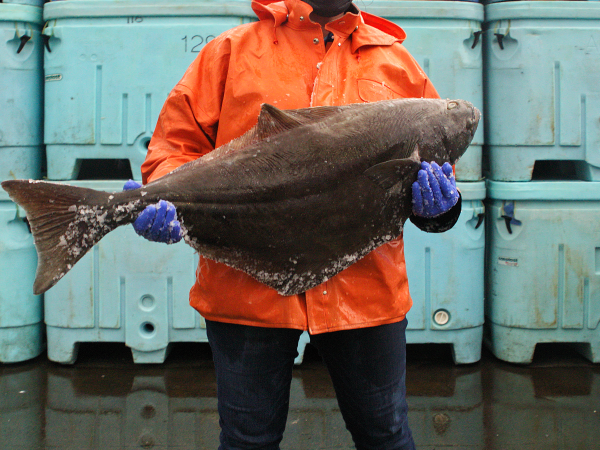 Atlantic Halibut vs. Pacific Halibut: What's the Difference? | Wild ...
