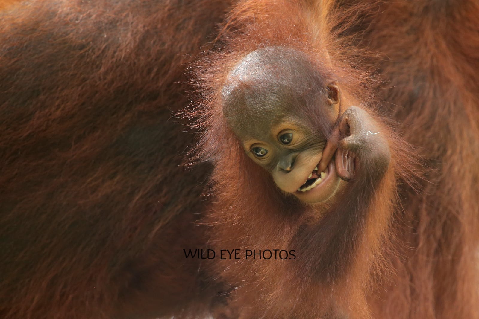Wild Eye Photos