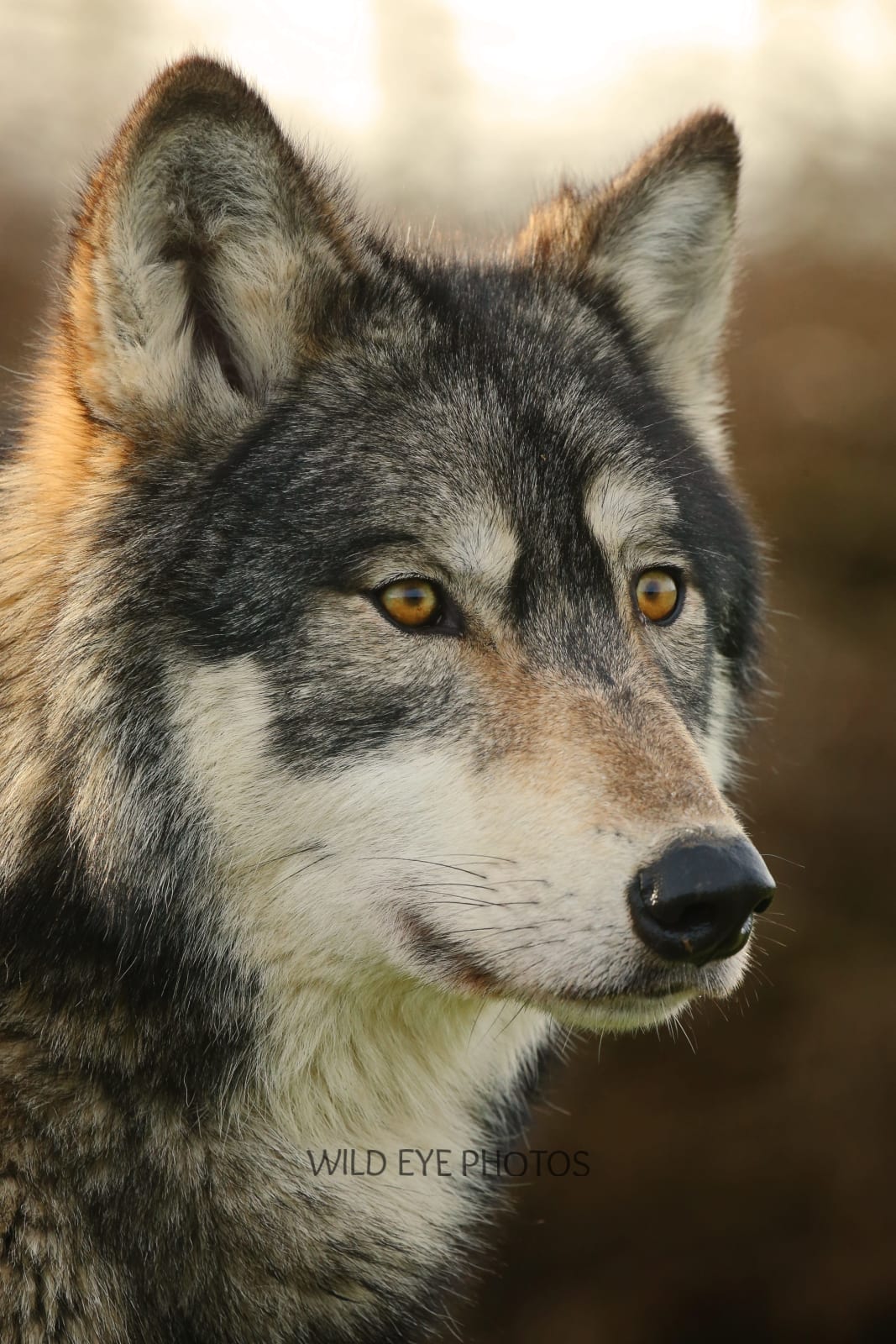 Wild Eye Photos